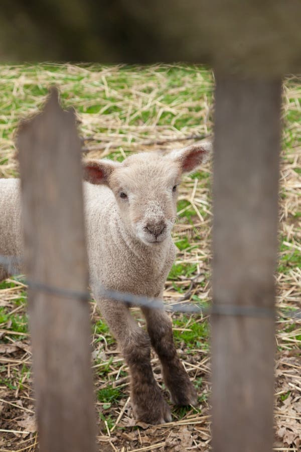 Newborn Baby Lamb Stock Photos - Download 2,258 Royalty Free Photos