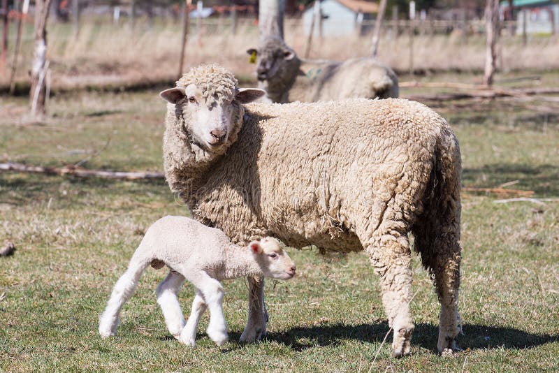 Baby Lamb and Sheep on a Farm Stock Image - Image of livestock, nature ...