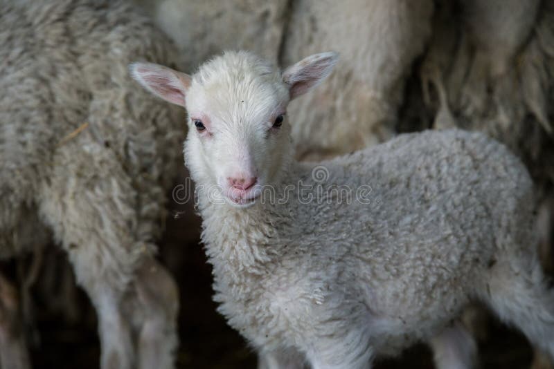 Baby lamb stock photo. Image of nature, rural, agriculture - 38150528