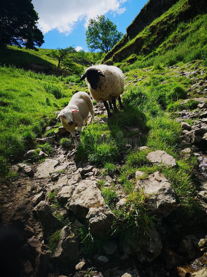 Baby lamb takes lead stock photo. Image of sheep, lead - 151735536