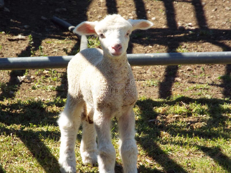 Baby lamb stock photo. Image of mother, marking, farming - 80758360