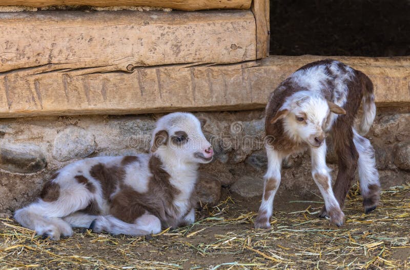 Baby lambs in a barnyard stock image. Image of mother - 253307057