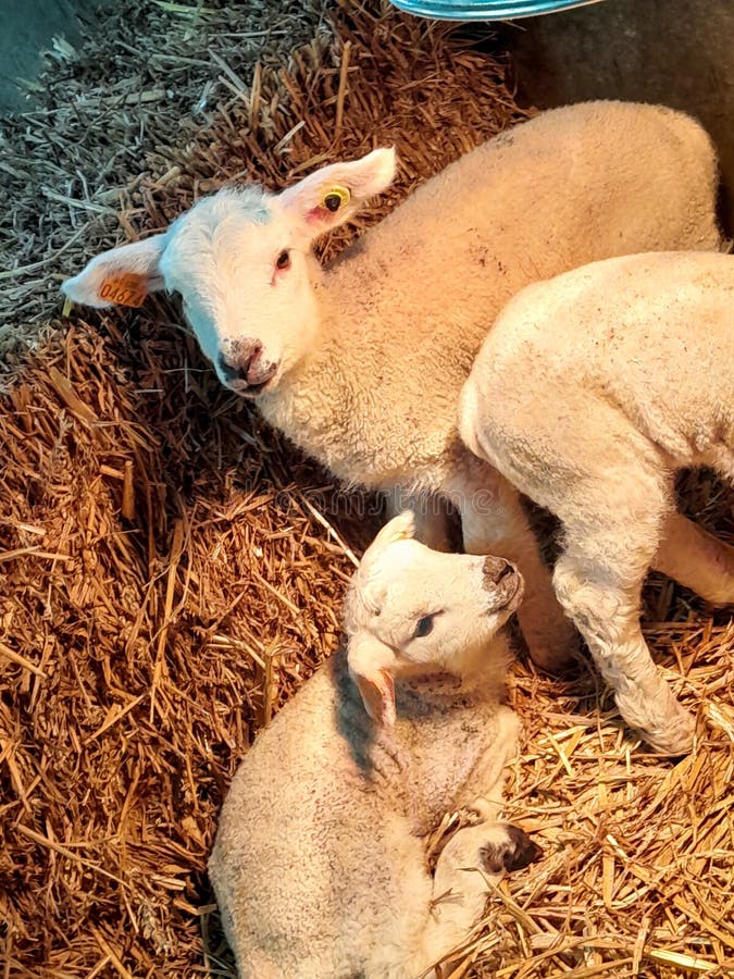 Baby Lambs Farm Animal Sheep Stock Image - Image of animal, sheep ...