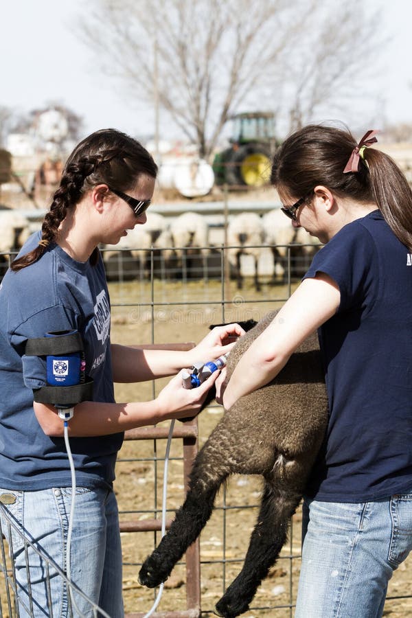 Baby lambs editorial photo. Image of vaccination, livestock - 284667936