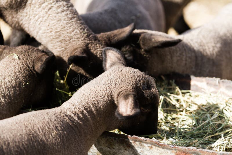 Baby lambs stock image. Image of animals, overcrowded - 286754561
