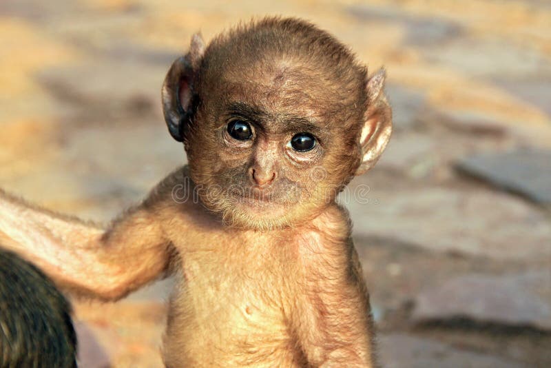 Baby Langur stock image. Image of game, face, juvenile - 51966057