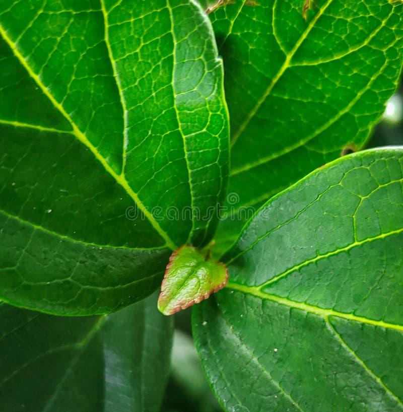 Baby Leaf stock image. Image of autumn, close, plant - 227238621