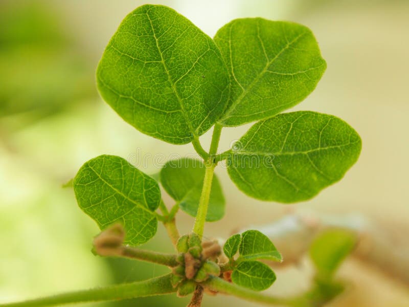 Baby Leaf Lettuce in the Field Stock Photo - Image of horticulture ...