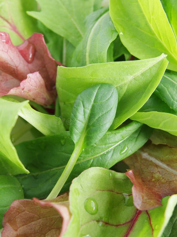 Baby leaf salad stock image. Image of appetizer, dinner - 22659473
