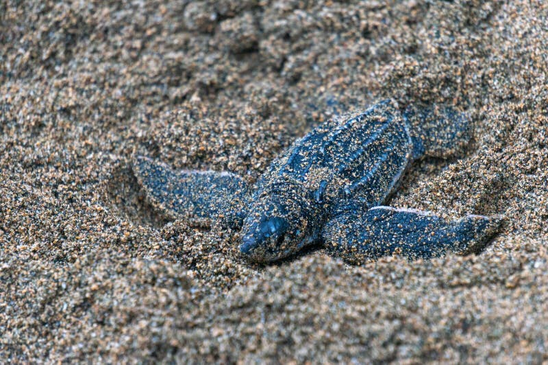 Baby Leatherback Crawling on Sand Stock Photo - Image of sand, turtle ...