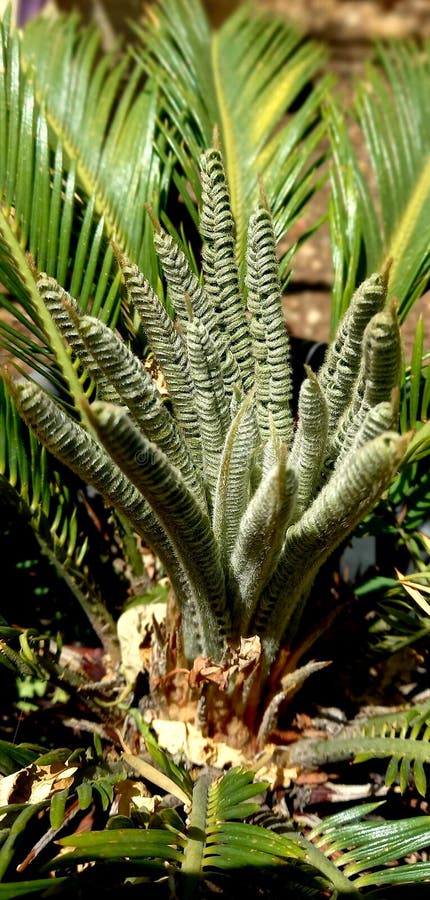 Baby in the leaves serious stock image. Image of baby - 57787463