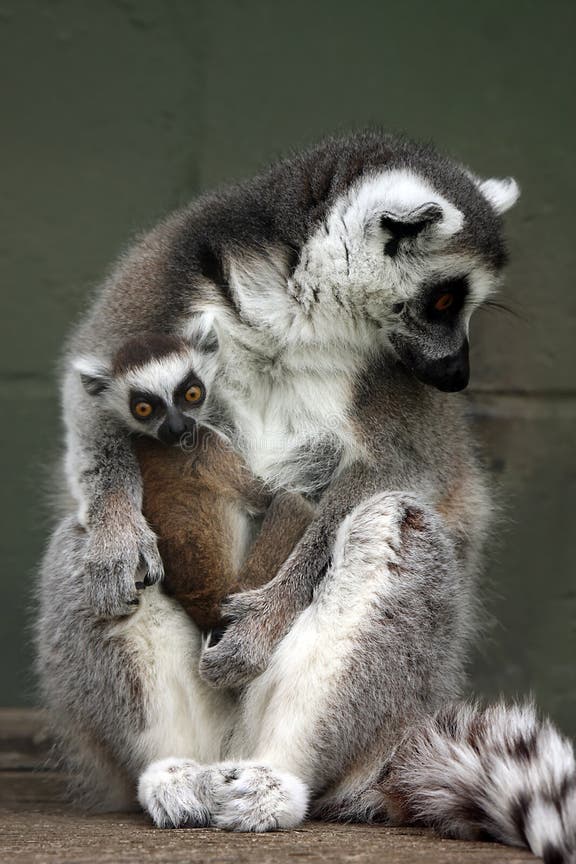 Baby Lemur stock photo. Image of staring, monkey, lemur - 5239818