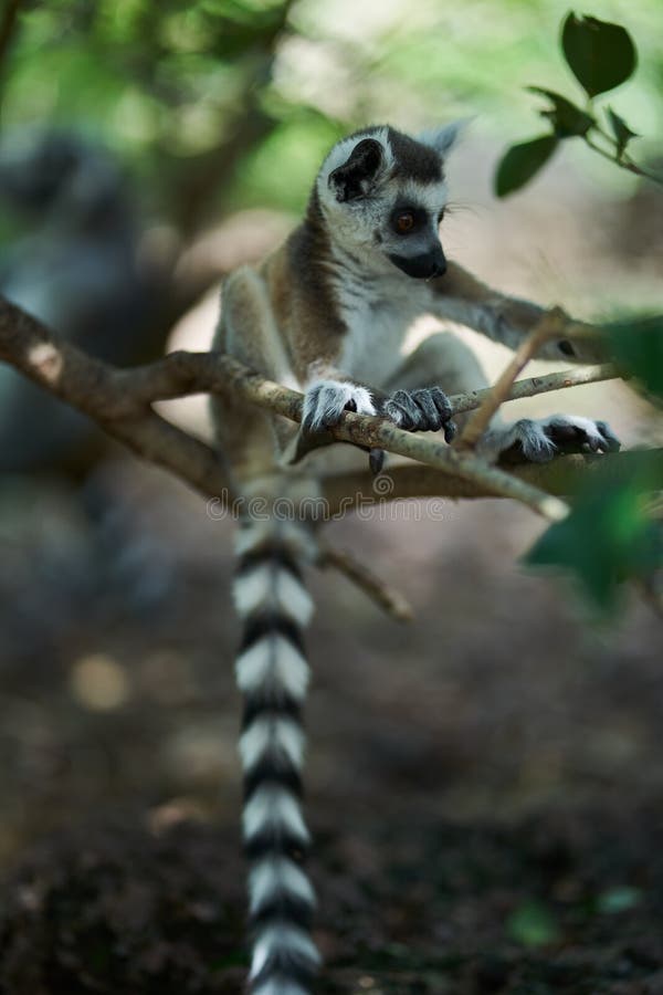 Ring Tailed Lemur on Branch of Tree Stock Image - Image of baby, catta ...