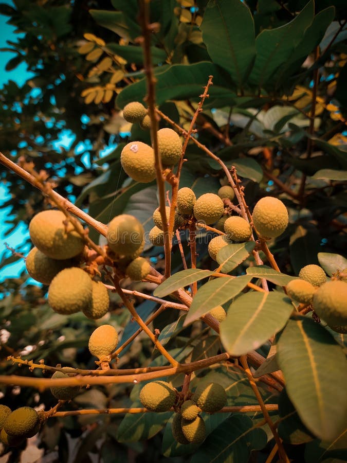 Lengkeng Fruit Flower Stock Photos - Free & Royalty-Free Stock Photos ...
