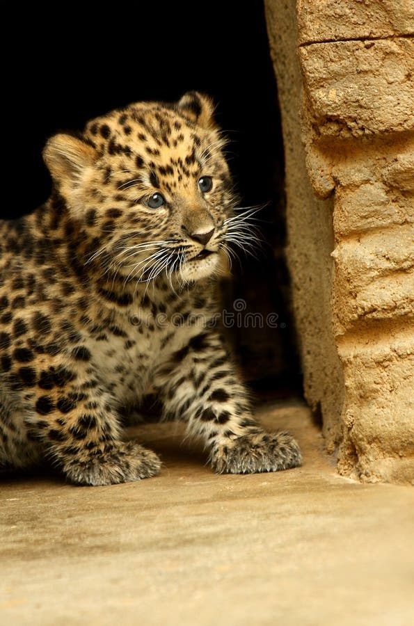 6+ Baby leopard cub Free Stock Photos - StockFreeImages