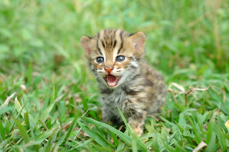 Baby leopard cat stock photo. Image of wild, grass, animal - 14583430