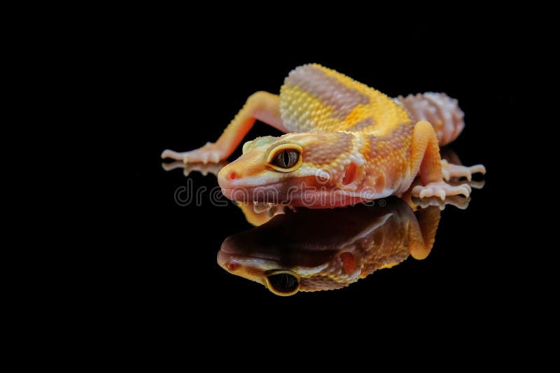 Young Leopard Gecko on Black Background Stock Photo - Image of nature ...