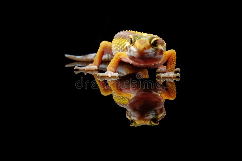 Young Leopard Gecko on Black Background Stock Image - Image of gecko ...