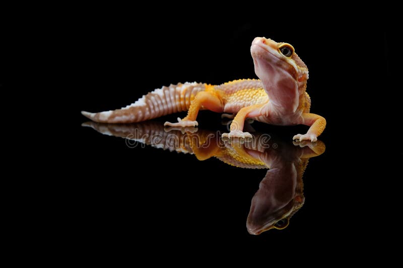 812 Leopard Gecko Black Background Stock Photos - Free & Royalty-Free ...