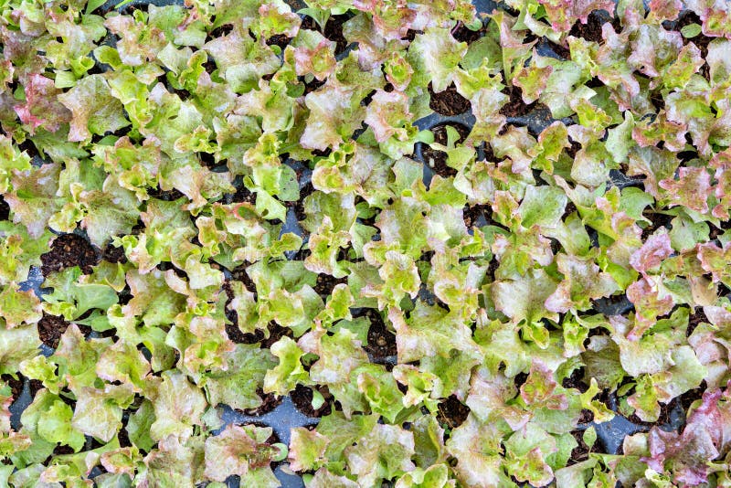 Baby lettuce stock photo. Image of assorted, salad, cultivation - 53140782