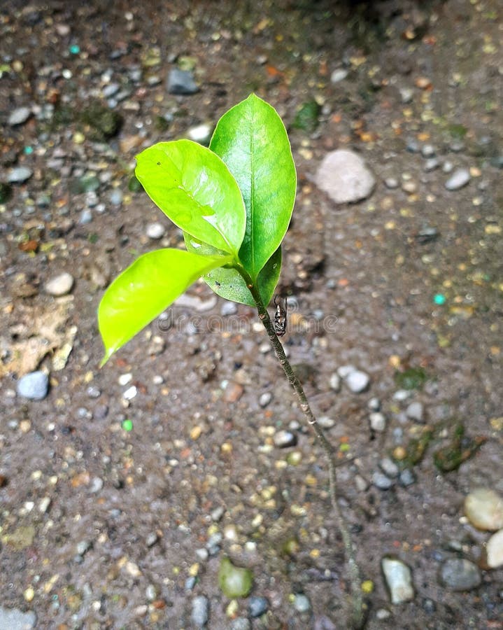 Baby lime tree stock image. Image of insect, trees, shrub - 267032091