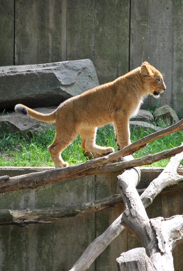 Lion climbing a tree stock photo. Image of climb, africa - 27294018