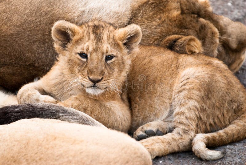 Baby lion stock photo. Image of african, wilderness, animal - 9130078