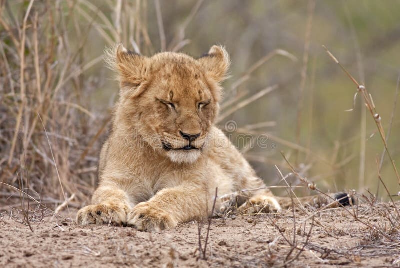 Baby lion asleep stock photo. Image of baby, lion, feline - 12939530