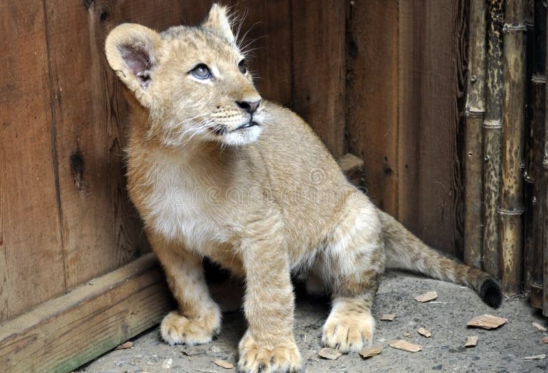 Baby Lion Cub stock photo. Image of wildlife, weeks, mammal - 15465440