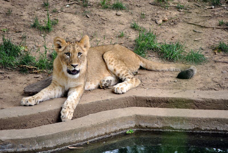 Baby Lion Cub stock photo. Image of lounging, teen, african - 19713536
