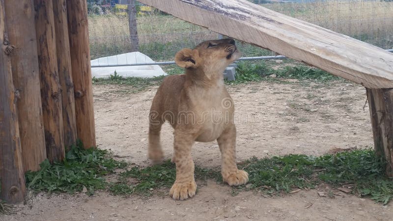 Baby lion cub stock photo. Image of baby, outdoors, lioness - 60050562