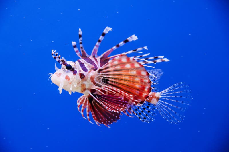 Baby Lionfish stock photo. Image of animal, lion, diving - 65254430