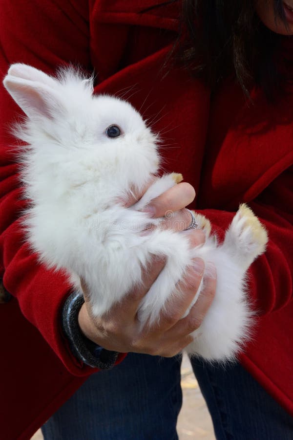 Baby Lionhead Rabbit stock photo. Image of furry, cute - 68553076