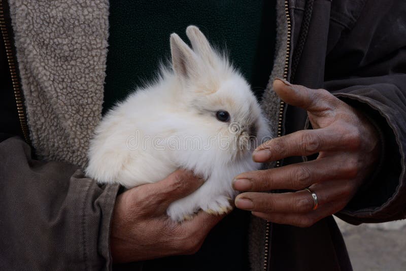 Gray Lionhead Rabbit