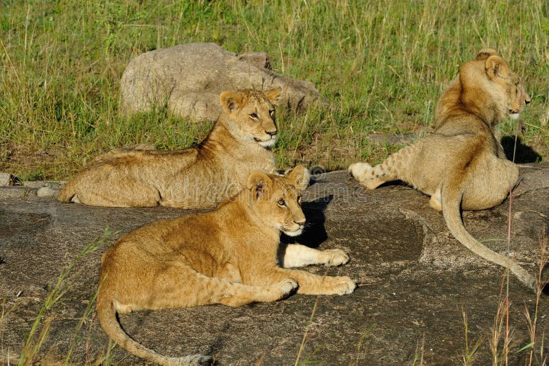 Baby lions stock image. Image of kenya, lions, wild, africa - 28765793