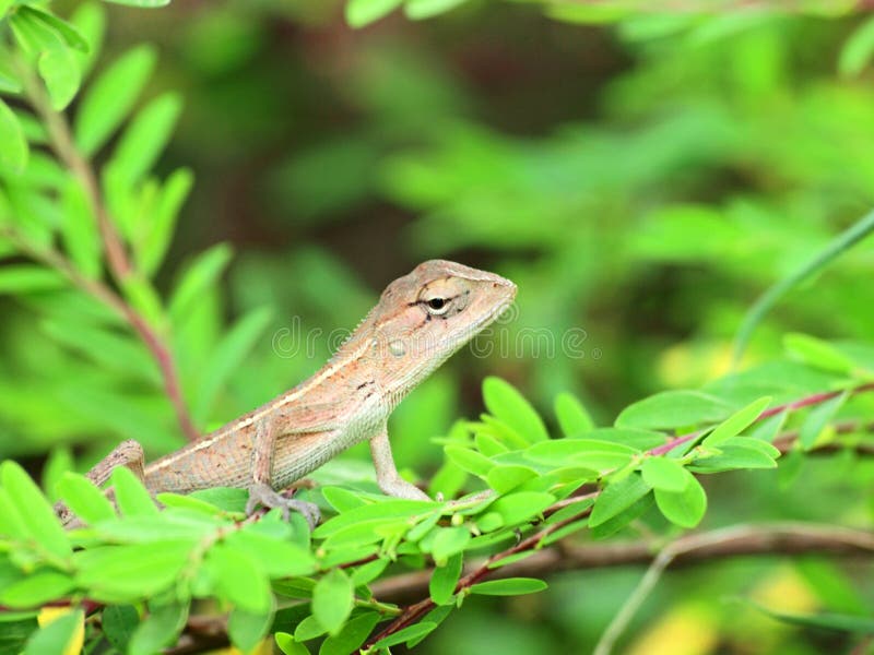 Baby lizard stock photo. Image of small, closeup, amphibians - 10267972