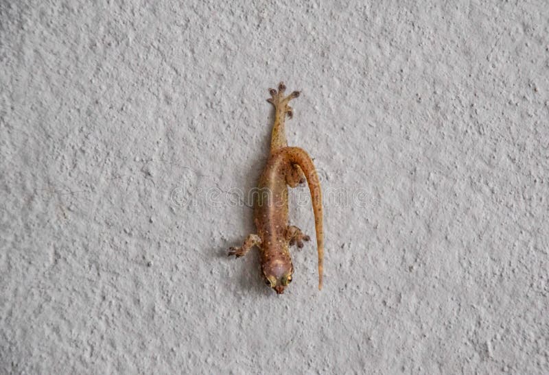 Baby Lizard die stock photo. Image of mauritanica, closeup - 137003830