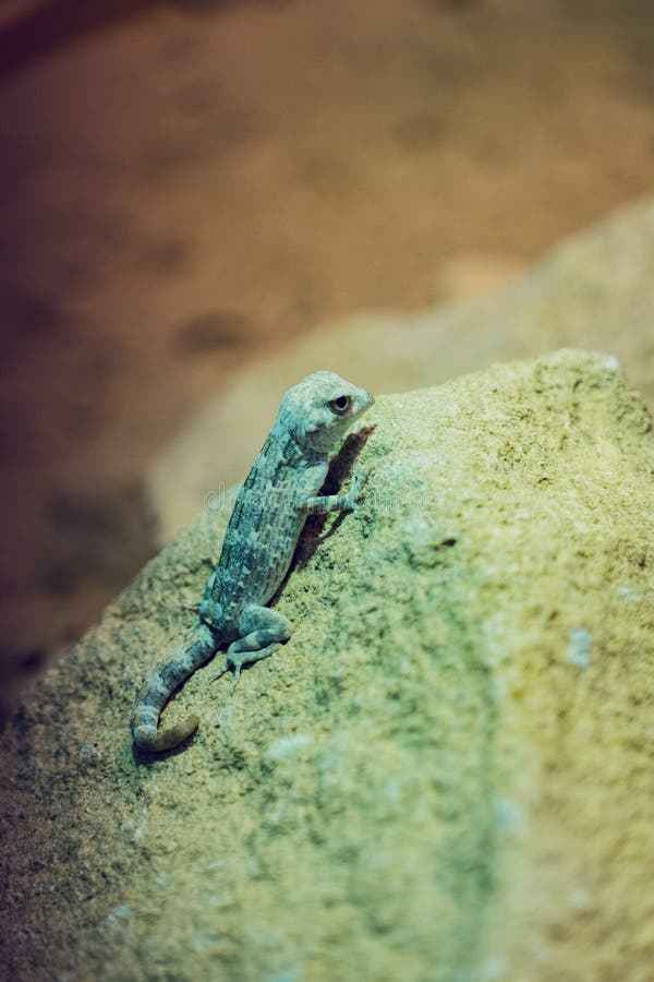 Baby Lizard Perching on Rock Stock Image - Image of animal, little ...