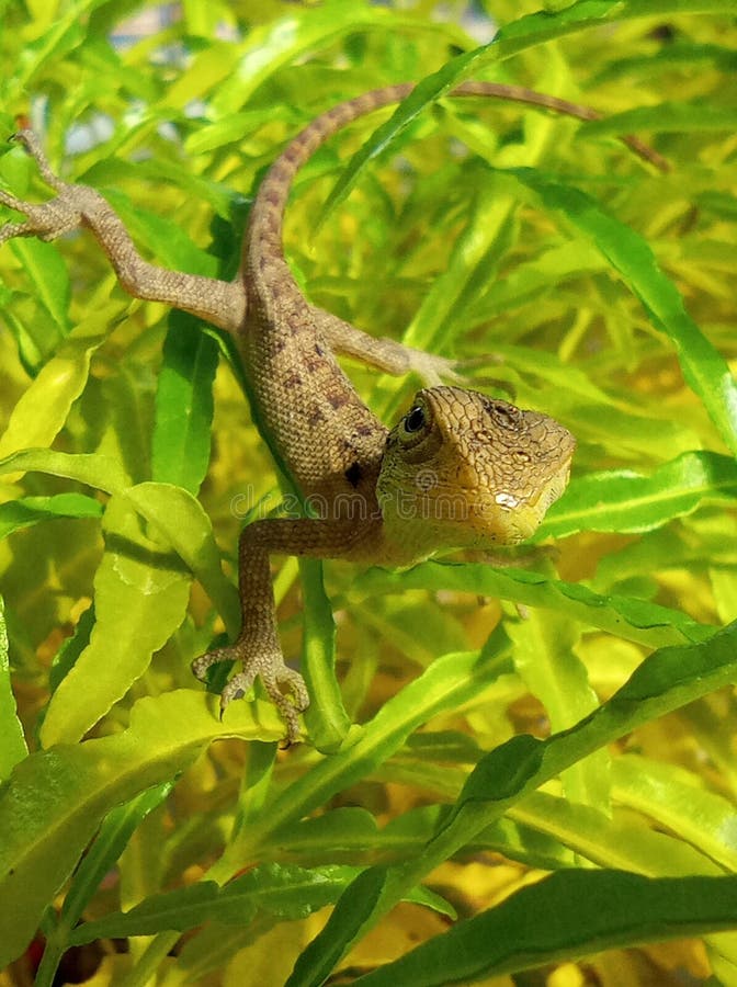 Baby lizard stock photo. Image of lizard, reptile, green - 211635906