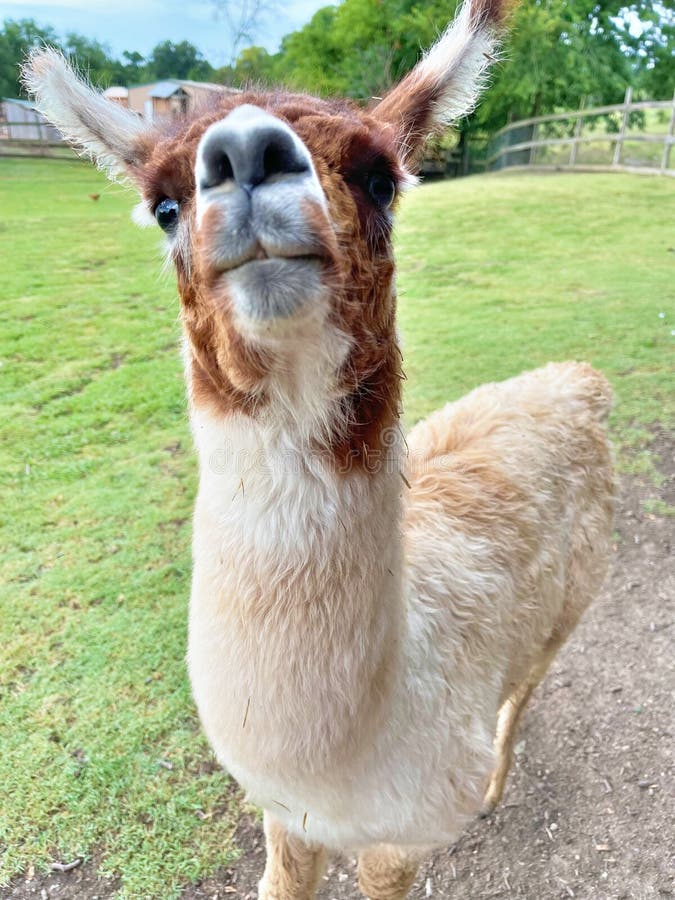 Baby llama farm stock image. Image of baby, farm, llama - 260152385
