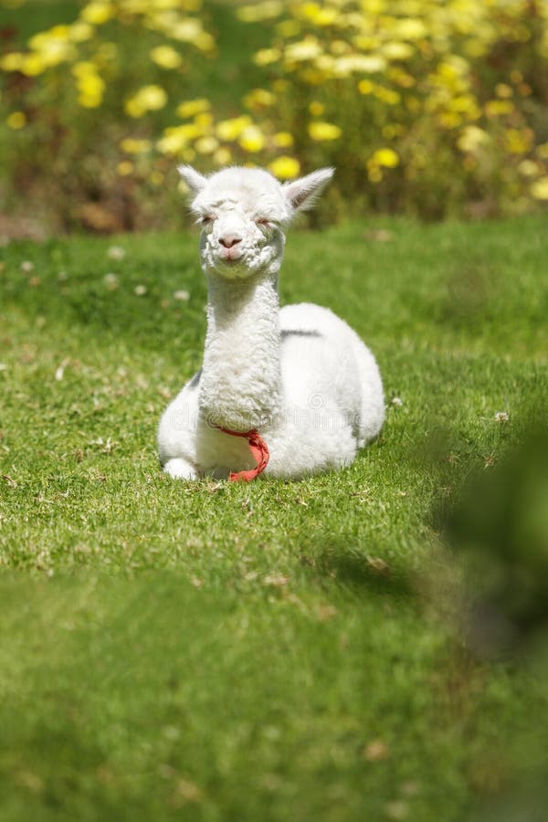 Baby Llama Lying Down after Feeding Stock Photo - Image of agriculture ...