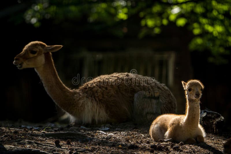 Baby Llama VicuÃ±a in Zoopark Stock Photo - Image of landscape, llama ...