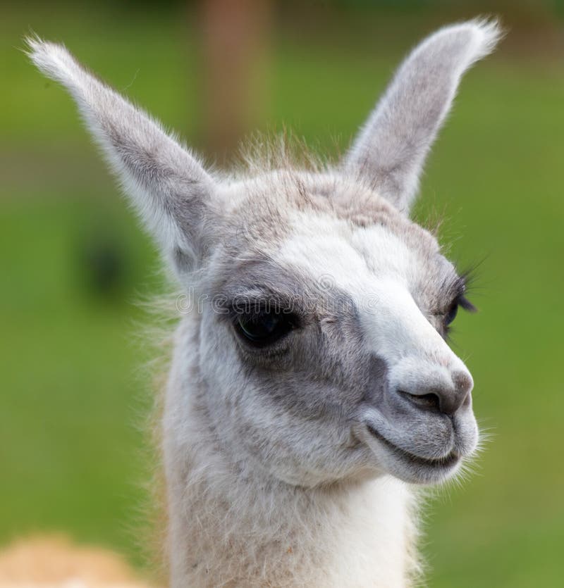 A Baby Llama with a White Face and Brown Ears Stock Image - Image of ...