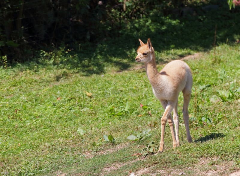 Baby Llamas On The Pasturing Stock Image - Image of background, white ...