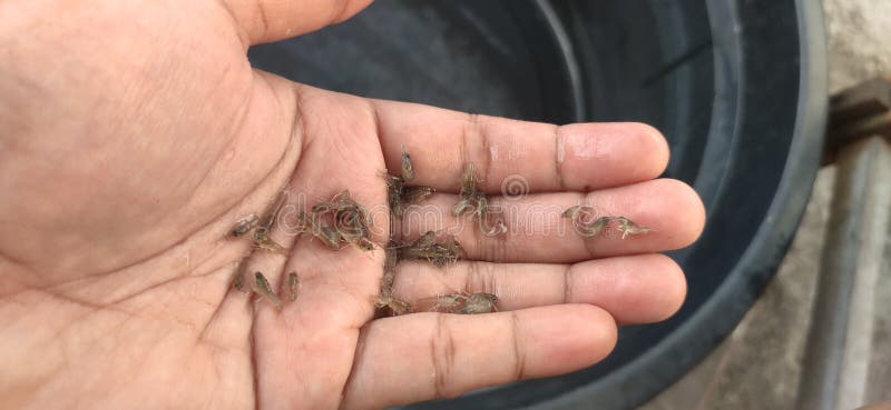 Baby lobster cute stock photo. Image of baby, crayfish - 262676192