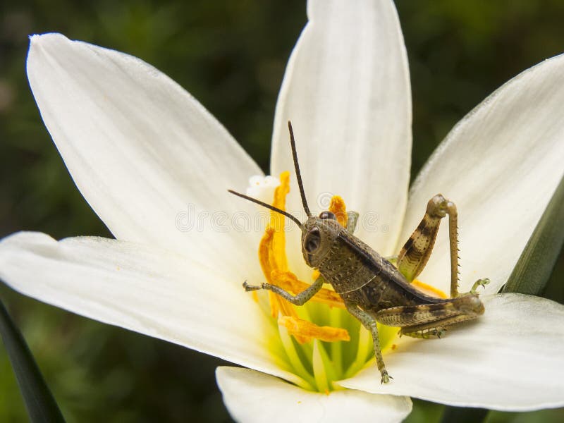 Baby Locust stock photo. Image of flower, locust, belalang - 50698288