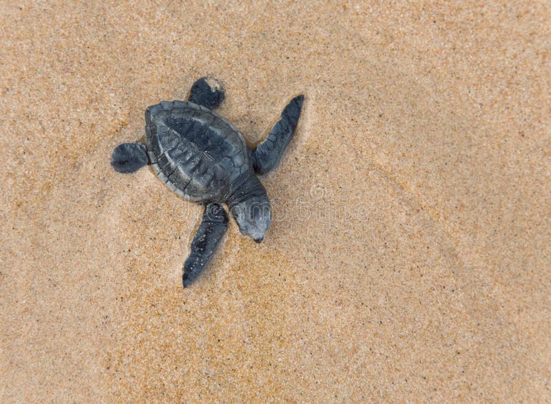 Two baby sea turtles stock photo. Image of beach, baby - 40966574