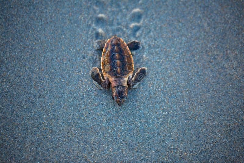 Baby Loggerhead Sea Turtle Moving through the Sand Stock Image - Image ...