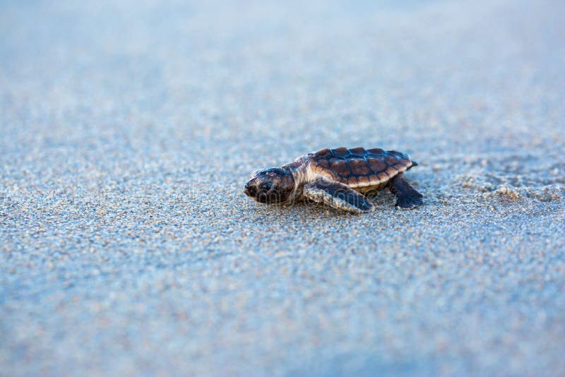 Baby Loggerhead Sea Turtle Moving through the Sand Stock Photo - Image ...