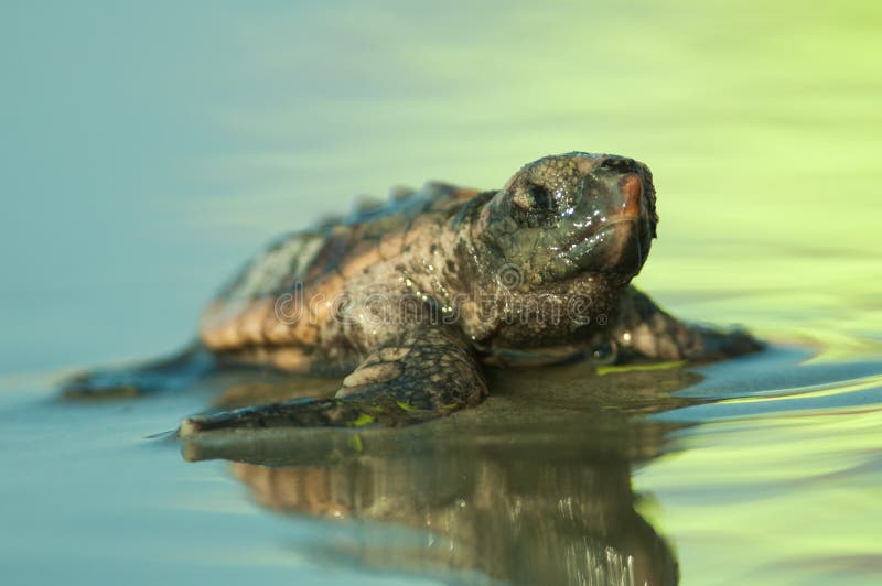 Baby Loggerhead Sea Turtle at the Water Stock Image - Image of white ...